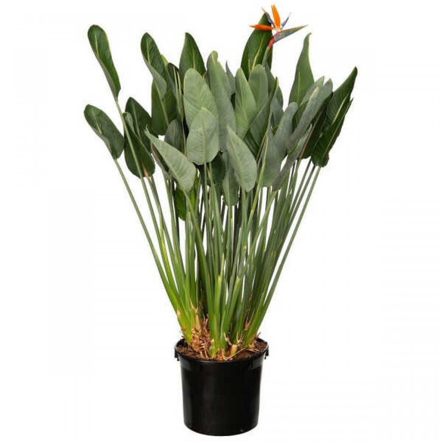 Πουλί του Παραδείσου ή Στρελίτσια (Strelitzia reginae) Φυτό