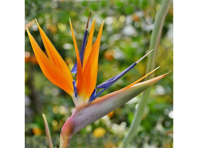 Πουλί του Παραδείσου ή Στρελίτσια (Strelitzia reginae) Φυτό