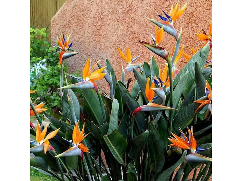 Πουλί του Παραδείσου ή Στρελίτσια (Strelitzia reginae) Φυτό
