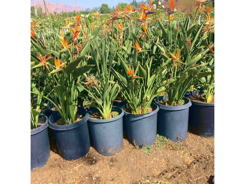 Πουλί του Παραδείσου ή Στρελίτσια (Strelitzia reginae) Φυτό