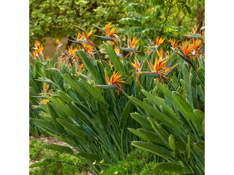 Πουλί του Παραδείσου ή Στρελίτσια (Strelitzia reginae) Φυτό