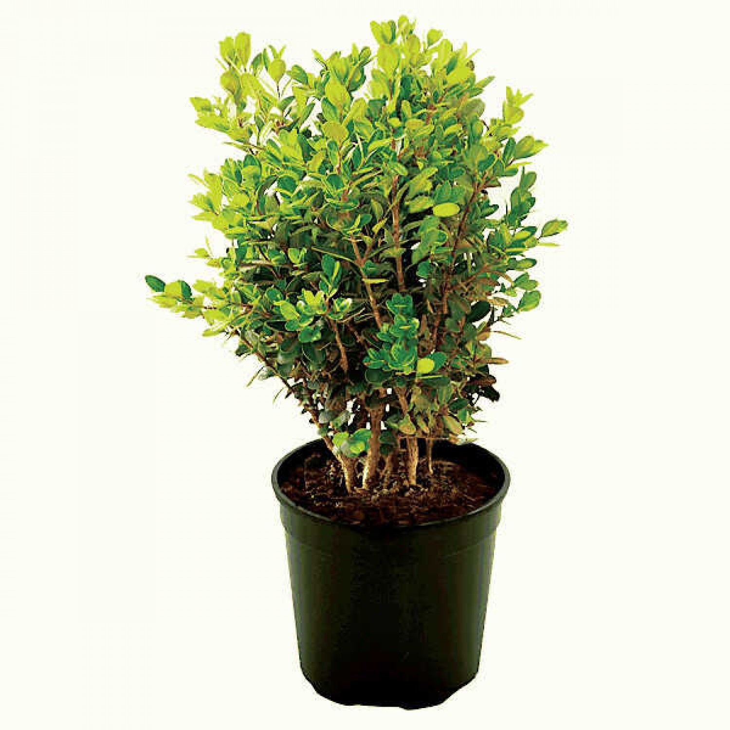 Buxus Microphylla Japonica Faulkner