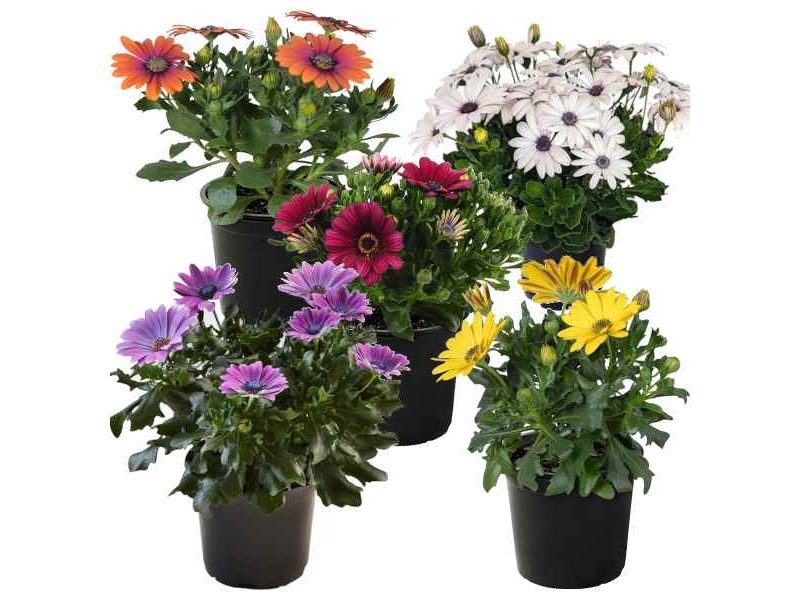 Cape Marguerite (Dimorphotheca ecklonis) Plant