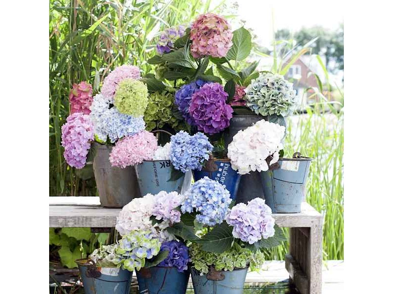 French Hydrangea (Hydrangea macrophylla) Shrub