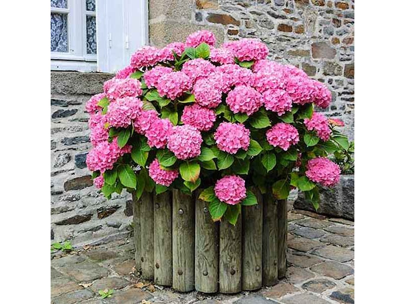 French Hydrangea (Hydrangea macrophylla) Shrub