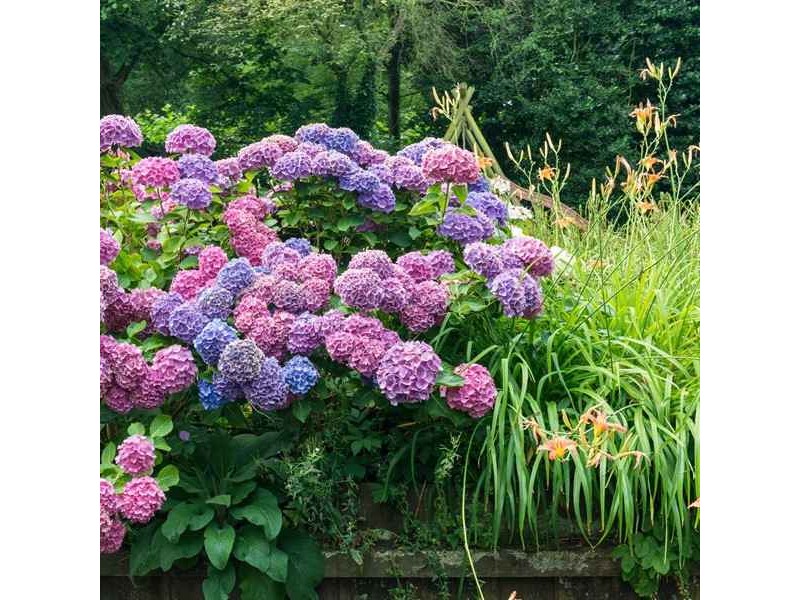 French Hydrangea (Hydrangea macrophylla) Shrub
