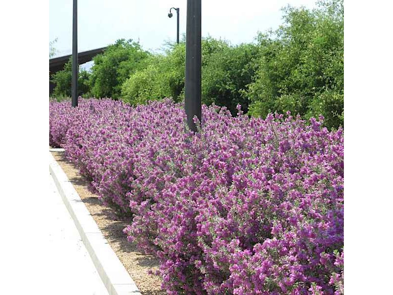 Texas Sage (Leucophyllum frutescens) Shrub
