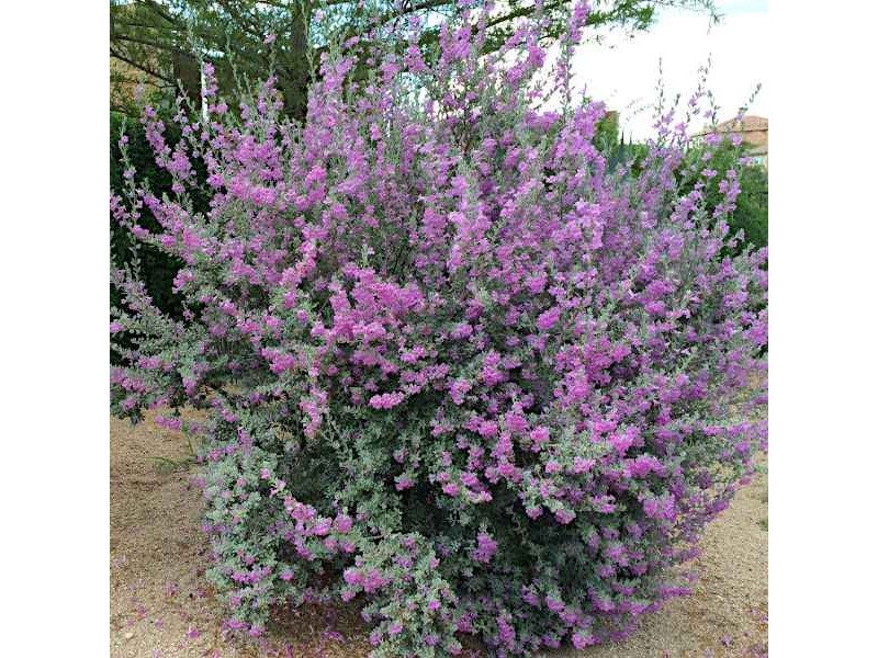 Texas Sage (Leucophyllum frutescens) Shrub