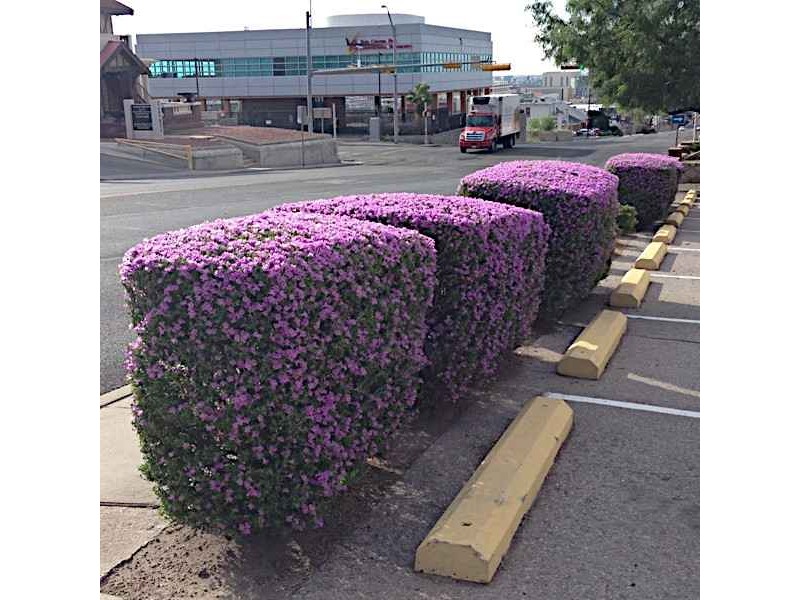 Texas Sage (Leucophyllum frutescens) Shrub