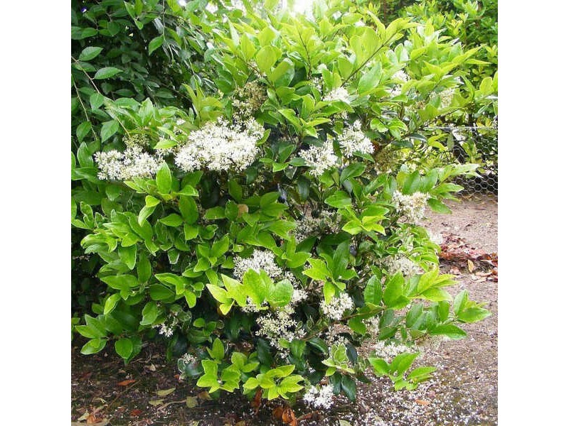 Ligustrum Japonicum Texanum Ligustrum Japonicum 'Texanum' Waxleaf