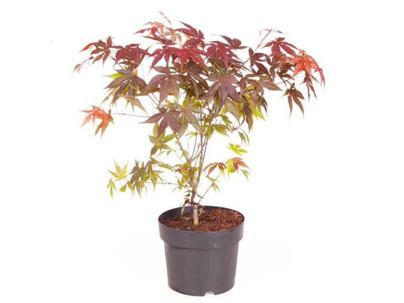 Japanese Maple Atropurpureum (Acer palmatum 'Atropurpureum')