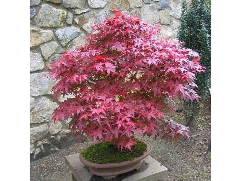 Japanese Maple Atropurpureum (Acer palmatum 'Atropurpureum')