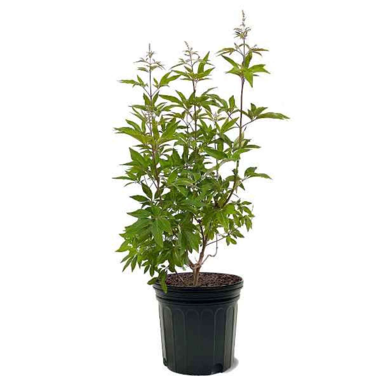 Alba Chastetree (Vitex agnus-castus 'Alba') Shrub