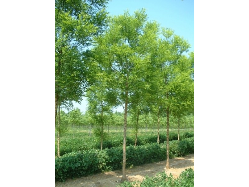 Japanese Pagoda Tree (Sophora japonica) | Shade Trees