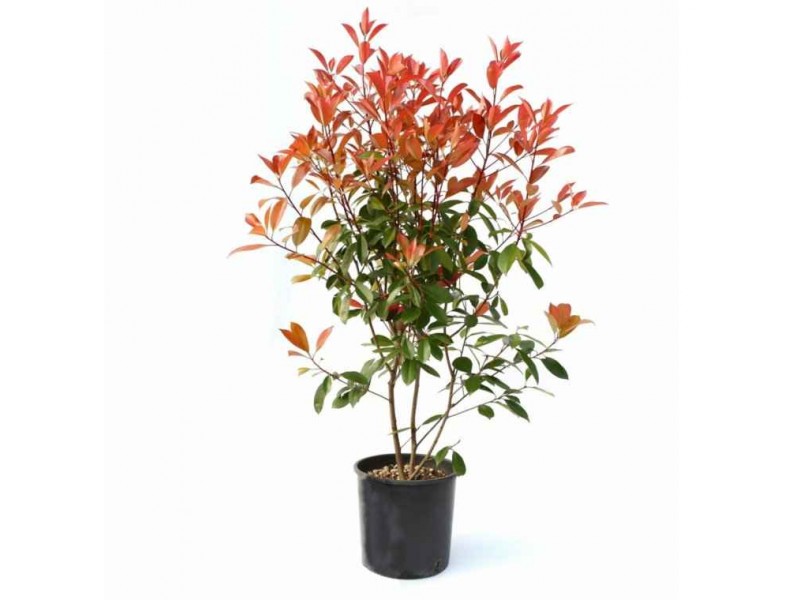 Red Robin (Photinia x fraseri)