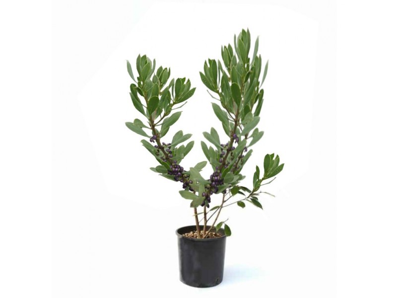 Common Boobialla Shrub (Myoporum insulare) | Kipogeorgiki