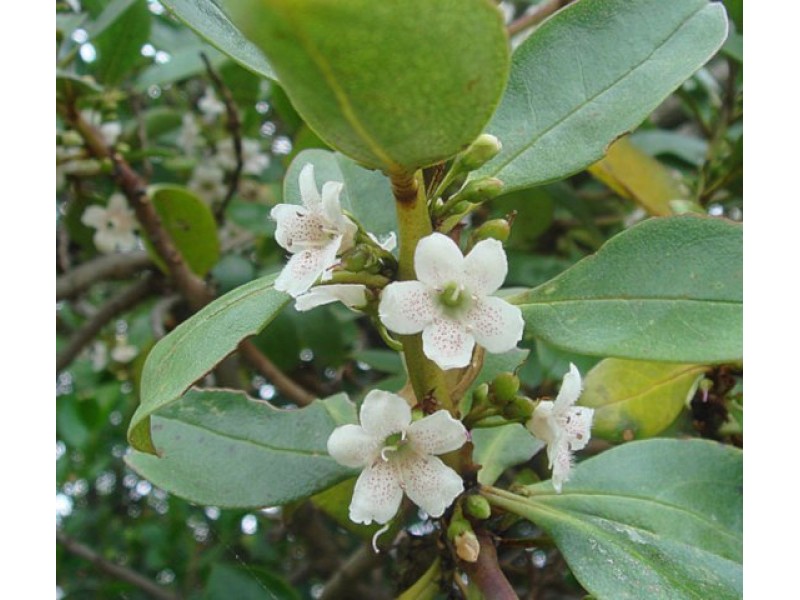 Common Boobialla Shrub (Myoporum insulare) | Kipogeorgiki