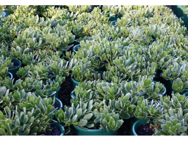 Common Boobialla Shrub (Myoporum insulare) | Kipogeorgiki