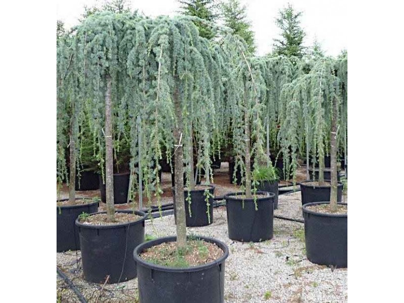 Weeping Blue Atlas Cedar (Cedrus atlantica 'Glauca Pendula') | Kipogeorgiki