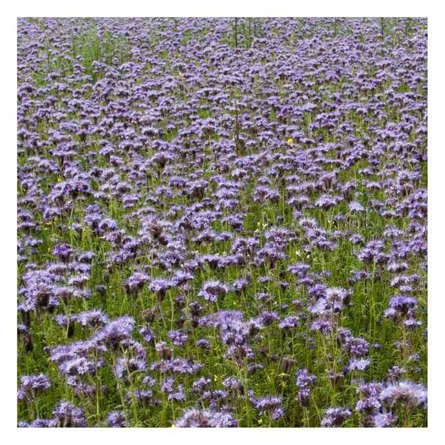 Lacy Phacelia Seeds 250g-Phacelia tanacetifolia 'Balo'