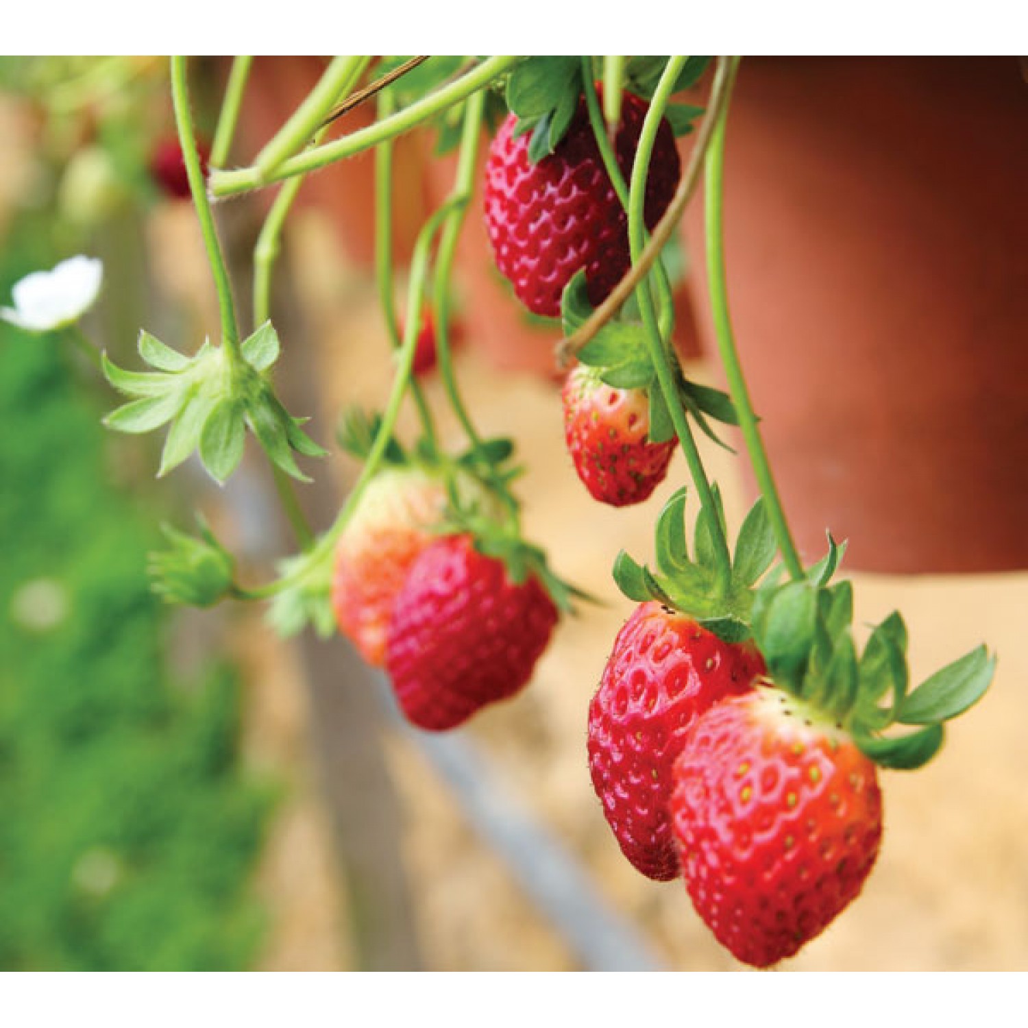 Φραουλιά (Fragaria sp.) |kipogeorgiki.gr