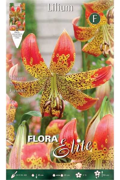 Fusion Lilies Yellow - Orange (Lilium 'Fusion') Bulbs