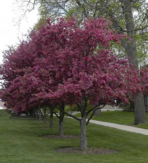 Δέντρα Οπωροφόρα - Δέντρα Κήπου & Τοπίου | Φυτά | kipogeorgiki.gr