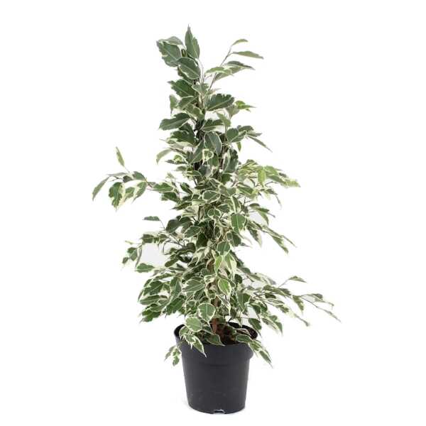 Variegated Weeping Fig Shrub (Ficus benjamina ‘Variegata’)