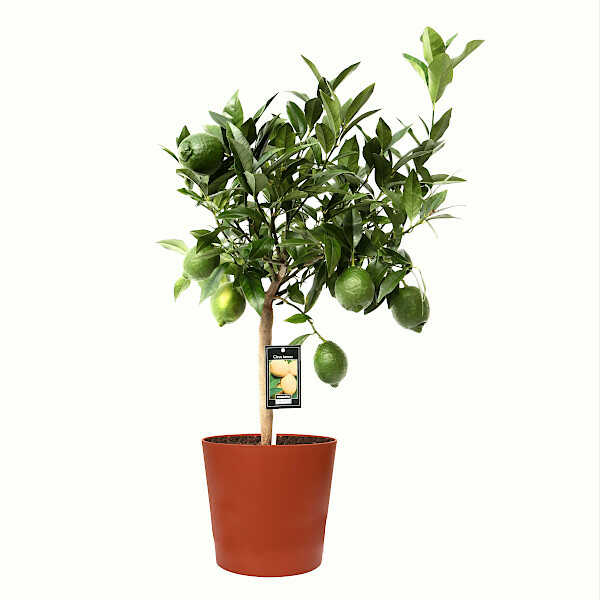 Bergamot Orange (Citrus bergamia) Tree | Kipogeorgiki