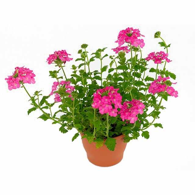 Verbena