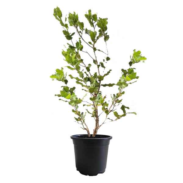 Kermes Oak (Quercus coccifera) Shrub