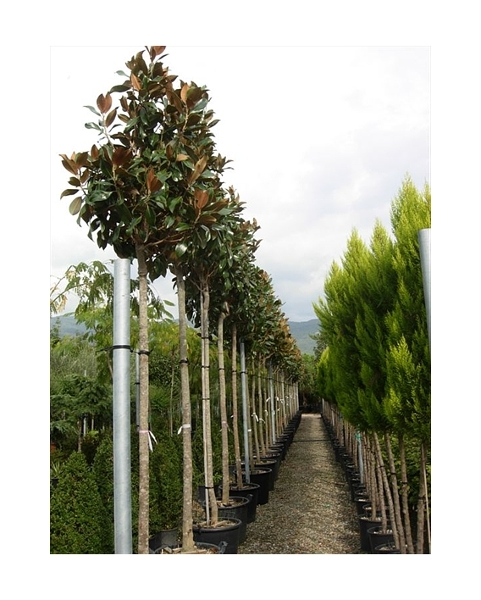 Southern Magnolia Trunk Tree (Magnolia grandiflora) | Evergreen Trees ...