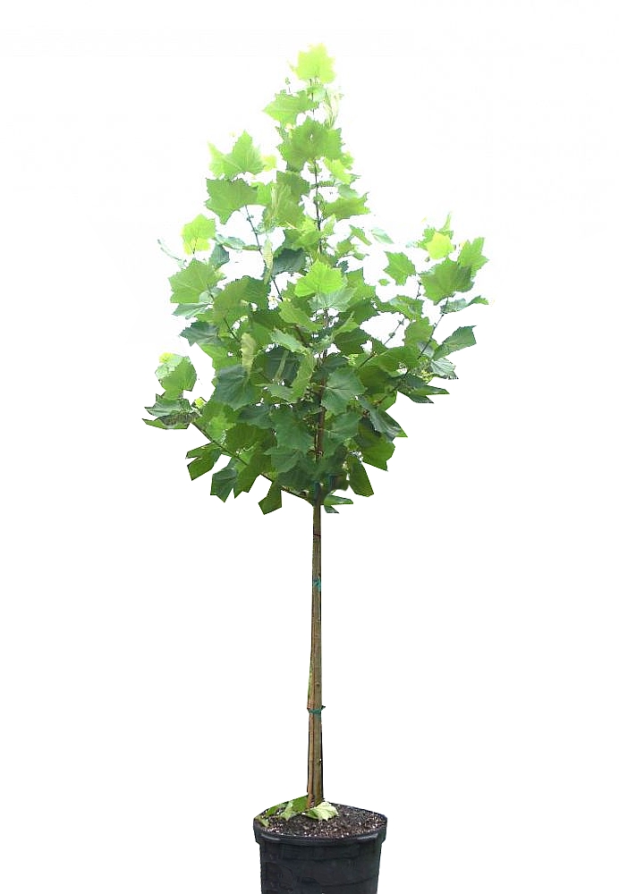 American sycamore Tree (Platanus occidentalis) - Rapid Growth Trees