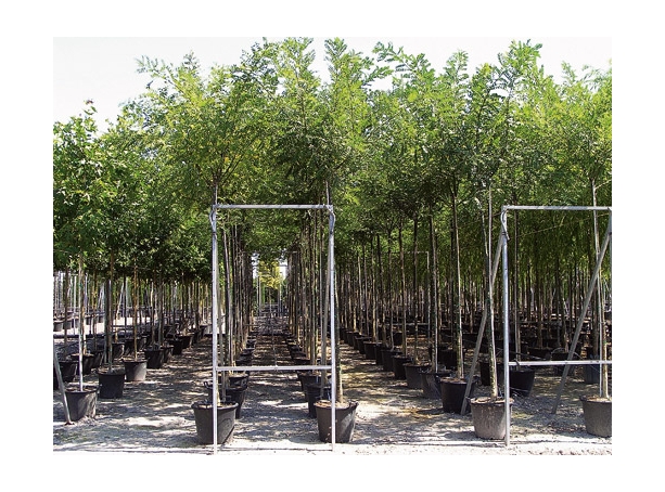 Japanese Pagoda Tree (Sophora japonica) | Shade Trees