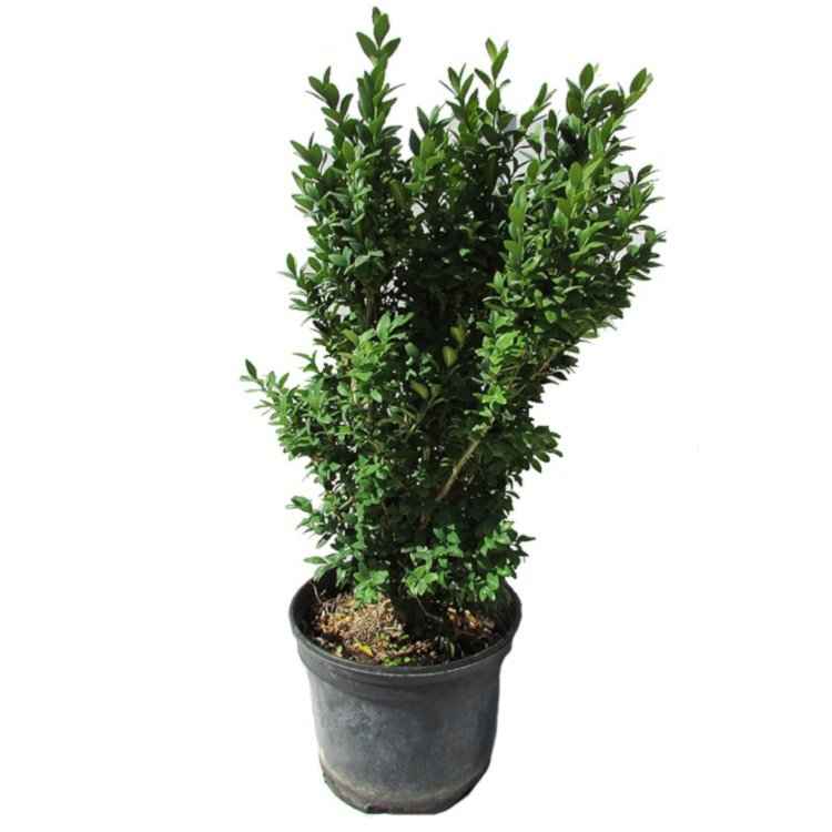 Mastic Tree Shrub (Pistacia lentiscus) | Kipogeorgiki