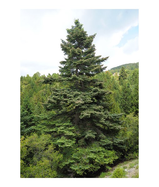 Greek Fir (Abies cephalonica) | Plants | kipogeorgiki.gr