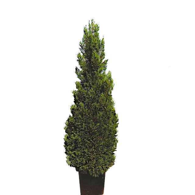 Leyland Cypress 'Pyramidalis' | Kipogeorgiki
