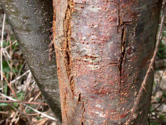 Καστανιά-Καλλιέργεια