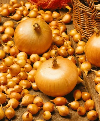 Κοκκάρι Χοντρό Sturon | Βολβοί Κρεμμυδιού για Φύτεμα