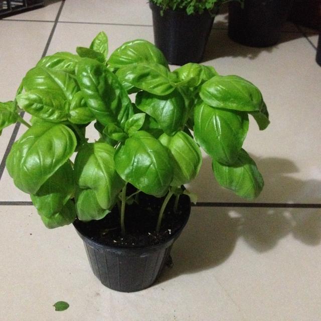 Βασιλικος πλατυφυλλος (Ocimum Basilicum)Αρωματικά φυτά Αρωματικά φυτά ...