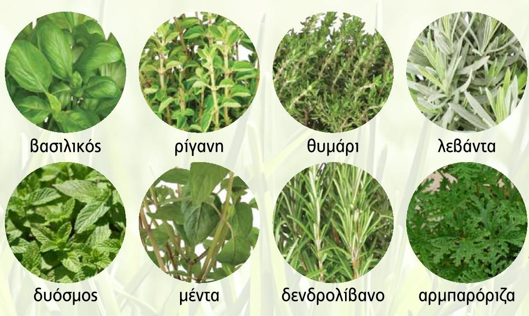 Herb Seeds | kipogeorgiki.gr